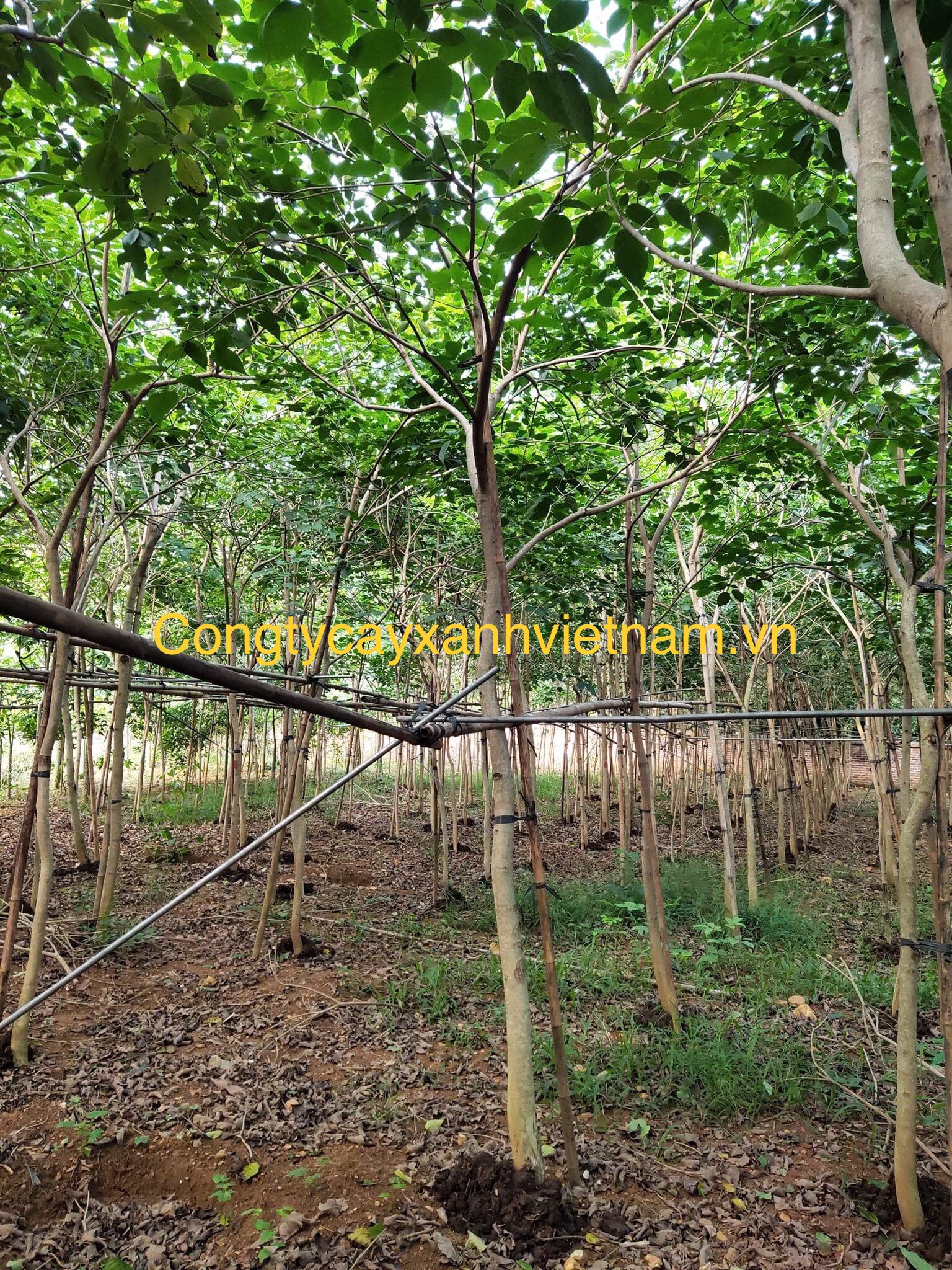 Mua bán cây hoa phong linh vàng, phong linh tím, đỏ