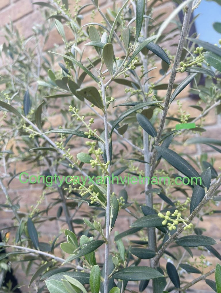 Mua bán cây oliu cổ thụ, cây ô liu giống, cây oliu bonsai mini để bàn ...